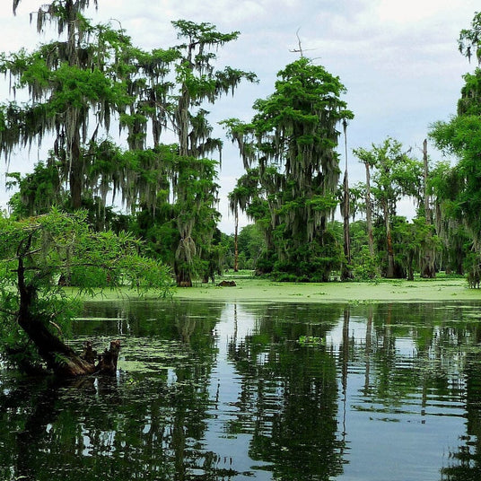 Louisiana – Local Vyntage